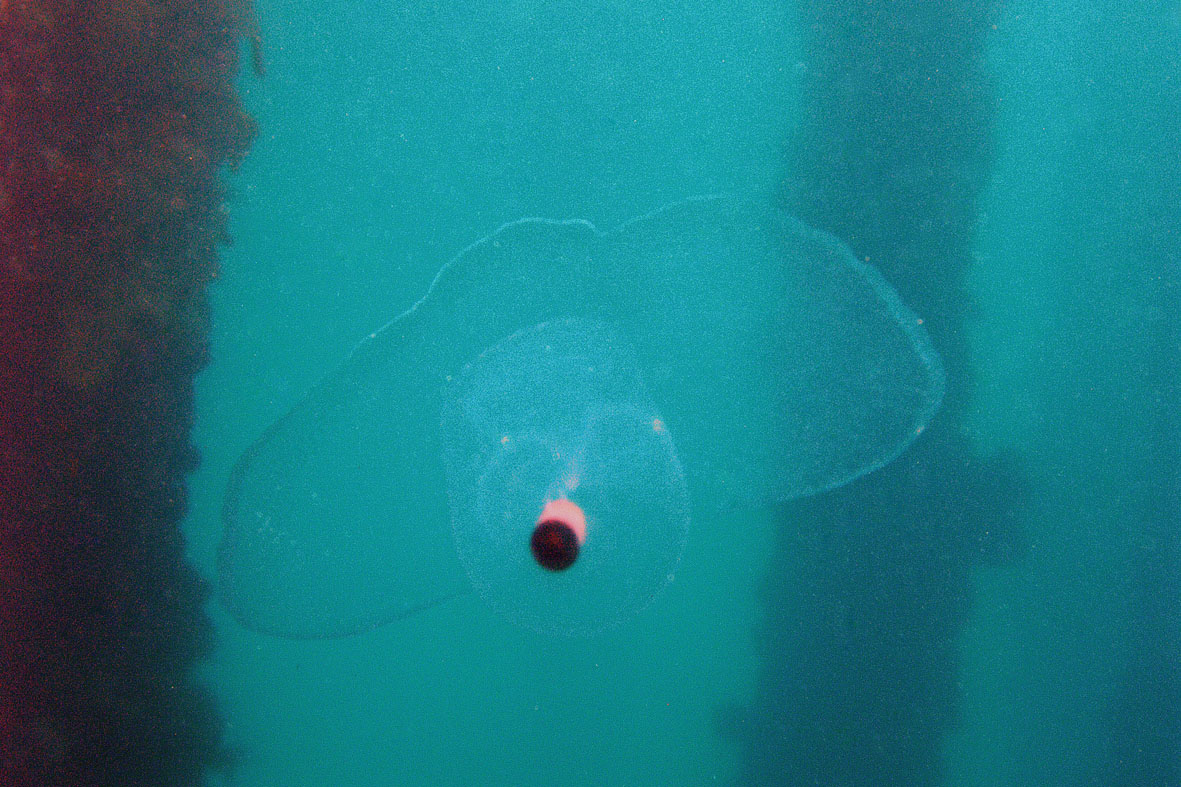 GROC / Guía de especies / Corolla spectabilis